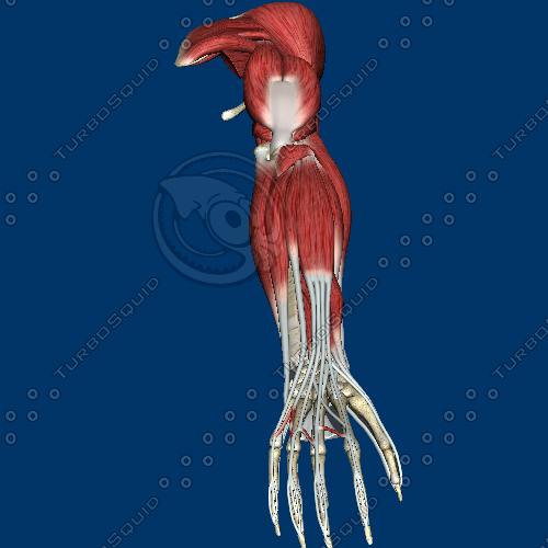 upper limb 3d model