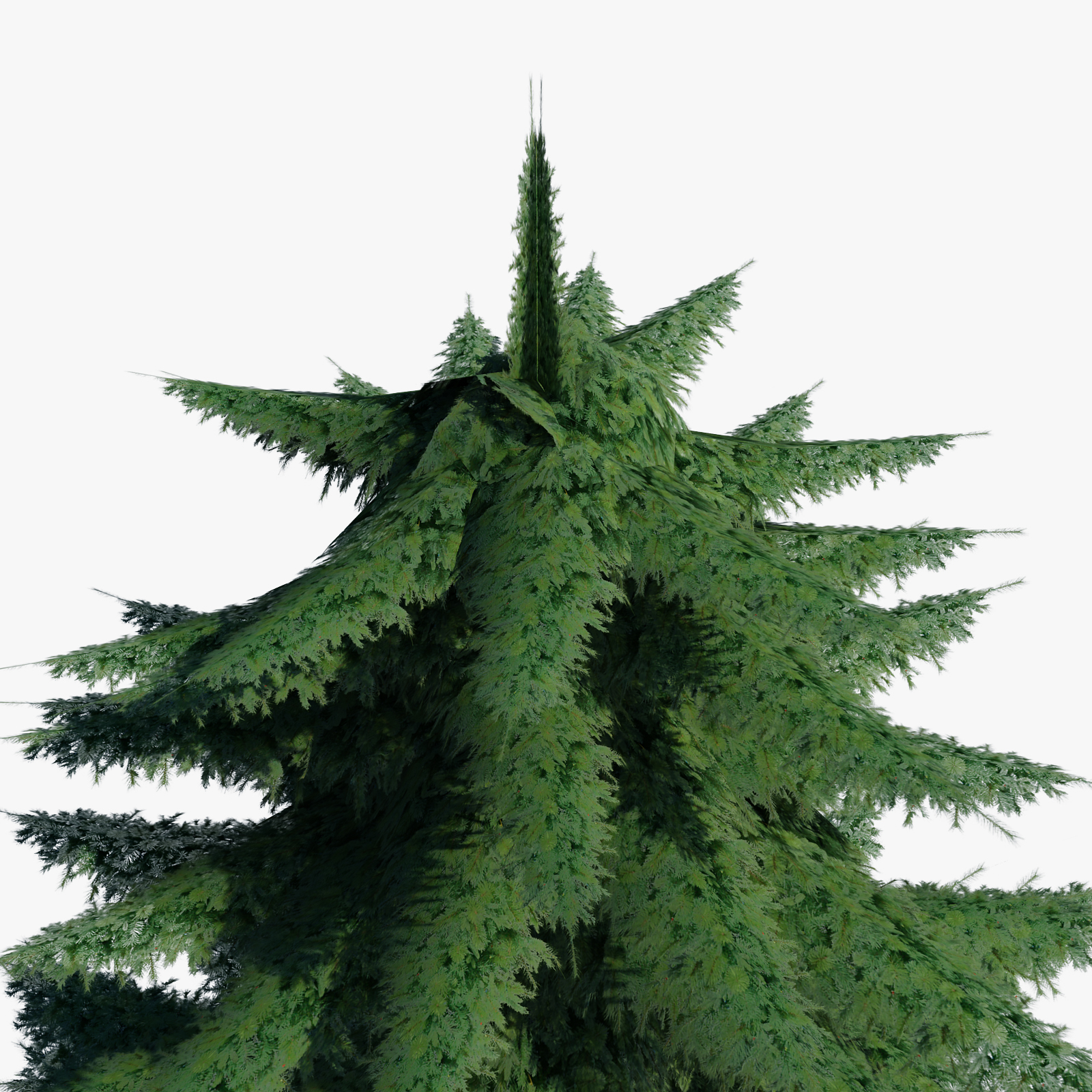 3d pine tree model