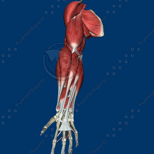 upper limb 3d model