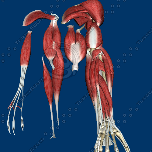 upper limb 3d model