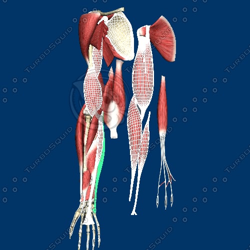 upper limb 3d model