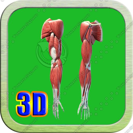 upper limb 3d model