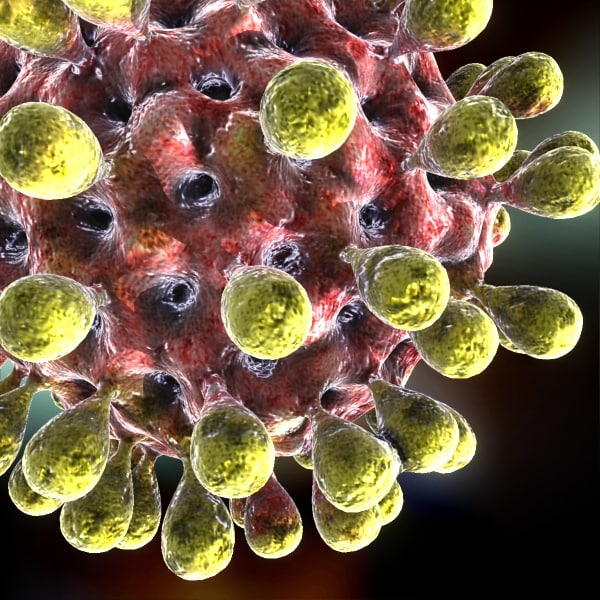 3d lassavirus model