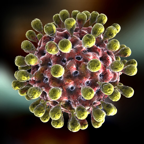 3d lassavirus model