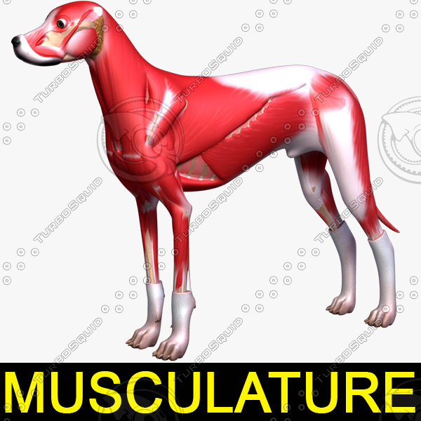 dog musculature 3d model