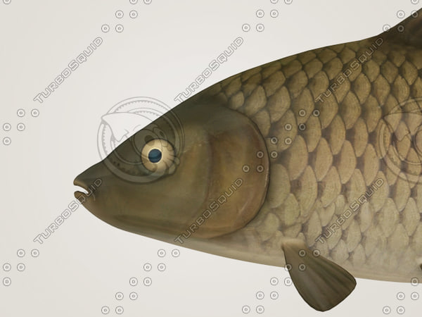 modelo 3d Cyprinus carpio - TurboSquid 733006