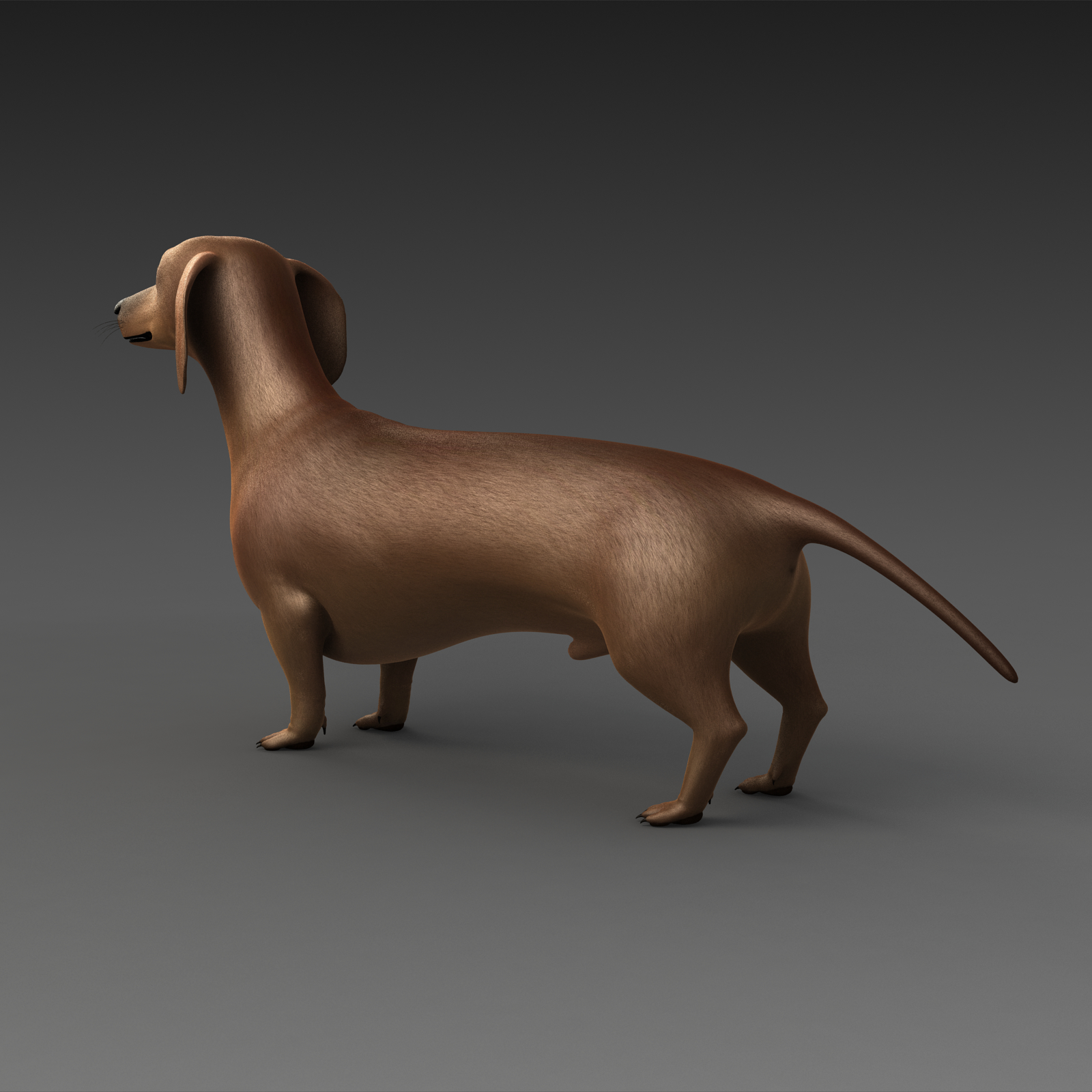 Teckel Daschshund 3D Modell TurboSquid 709703 Teckel Daschshund 3D Modell TurboSquid 709703