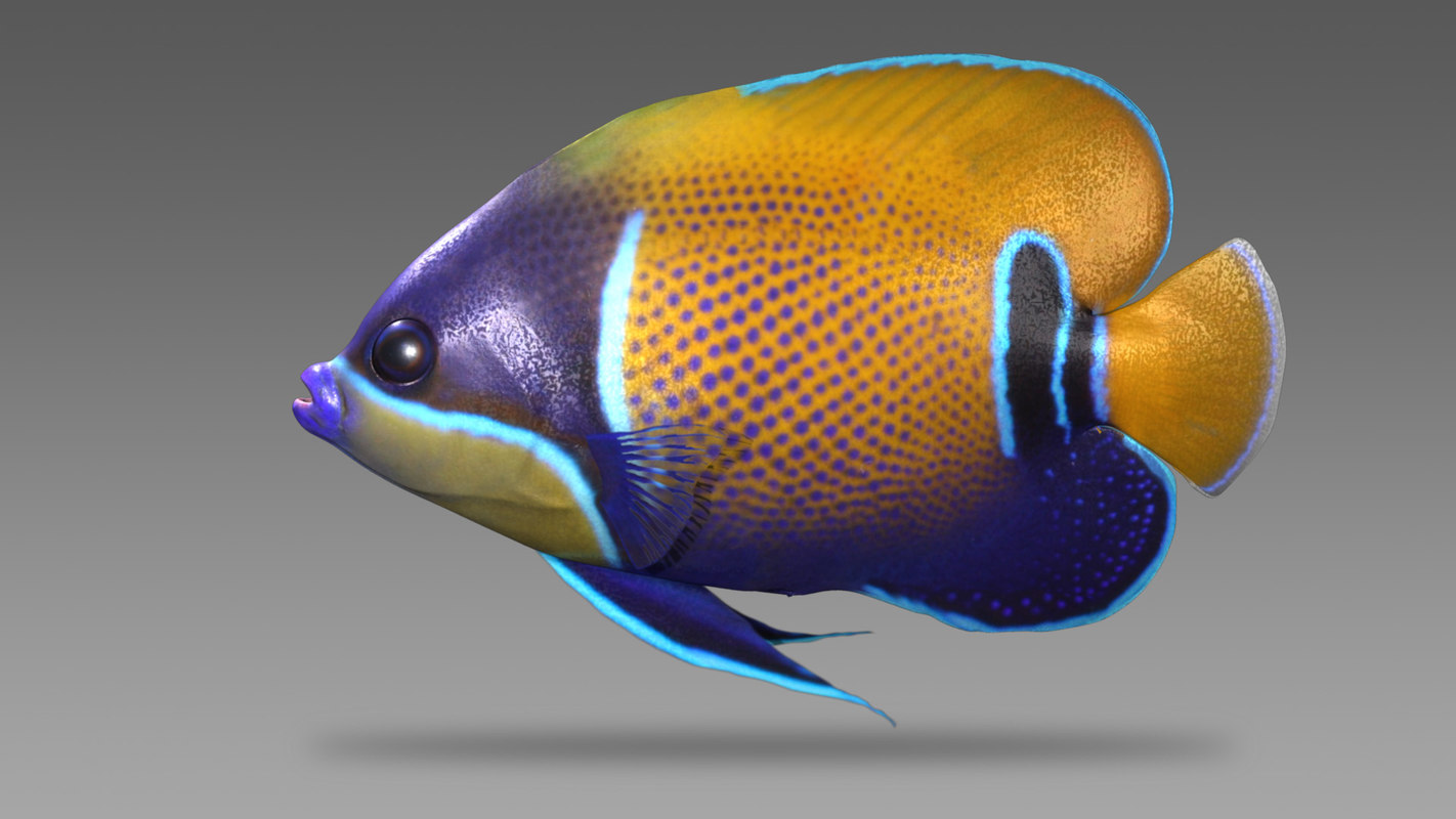 3d model saltwater fish majestic angelfish