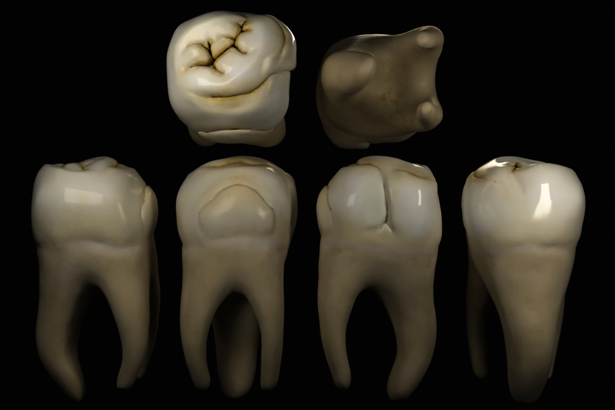 3d model maxillary molar