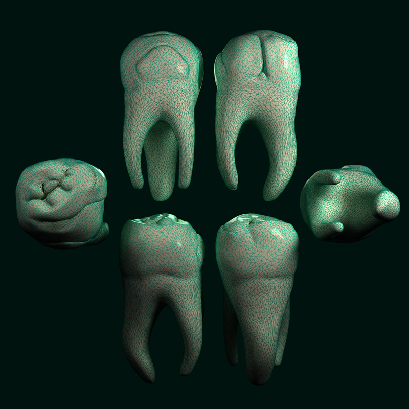 3d model maxillary molar