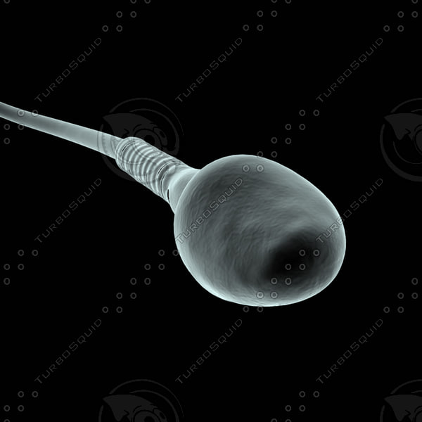 3d human egg sperm cells
