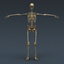 anatomically human female body skeleton 3d model