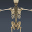 anatomically human female body skeleton 3d model