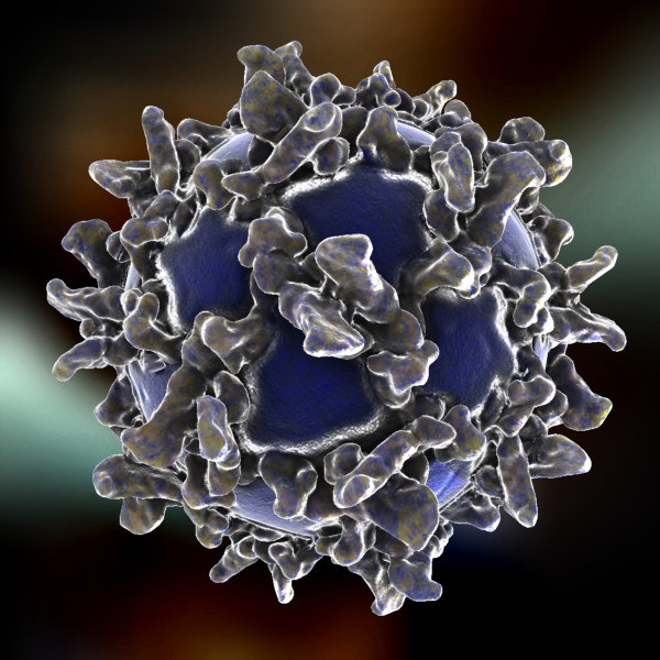 3d reovirus