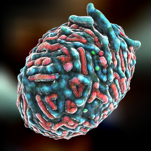3d model orf virus