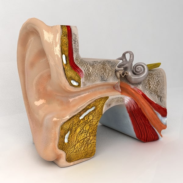 Ohr Anatomie 3D-Modell - TurboSquid 709201