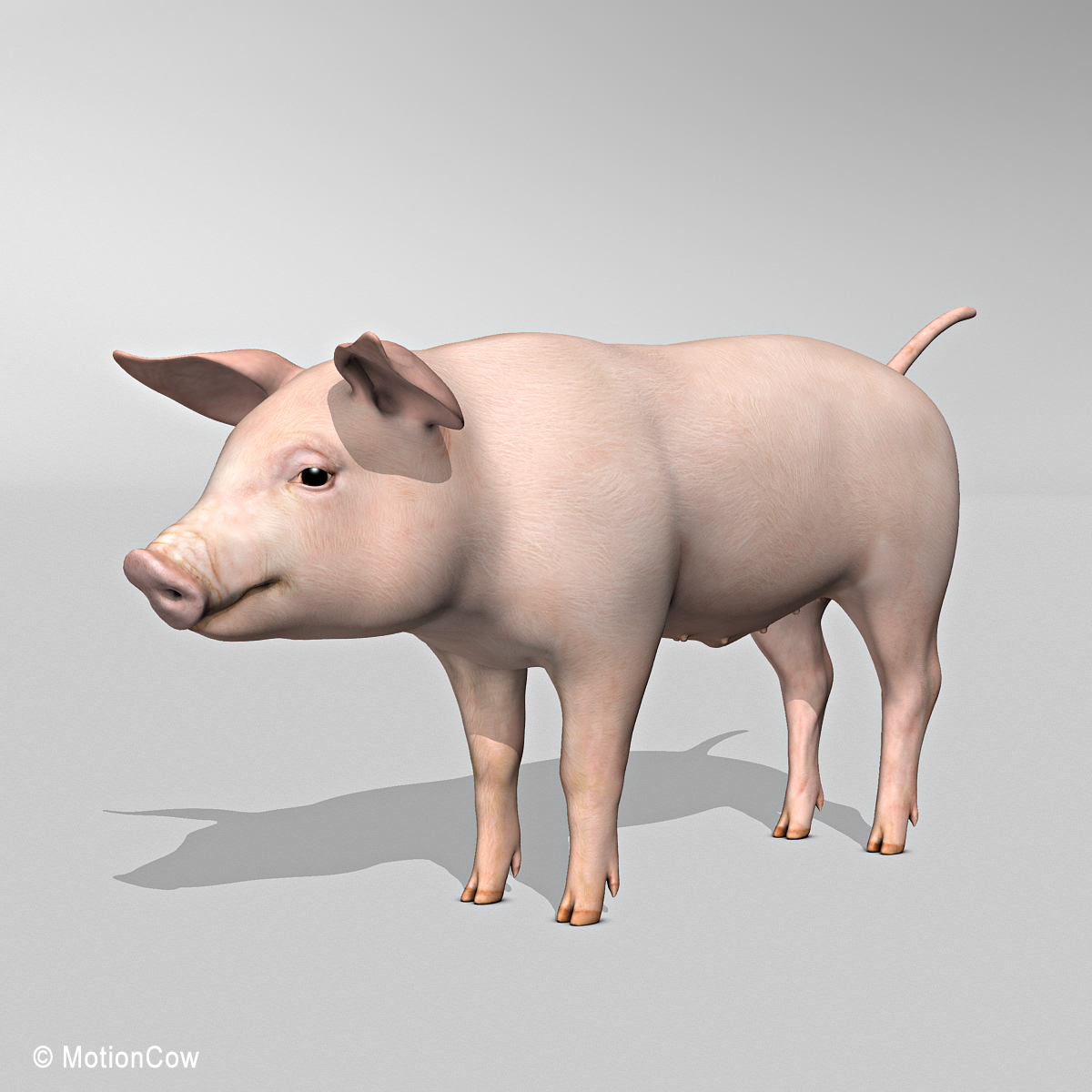 3d model animation pig