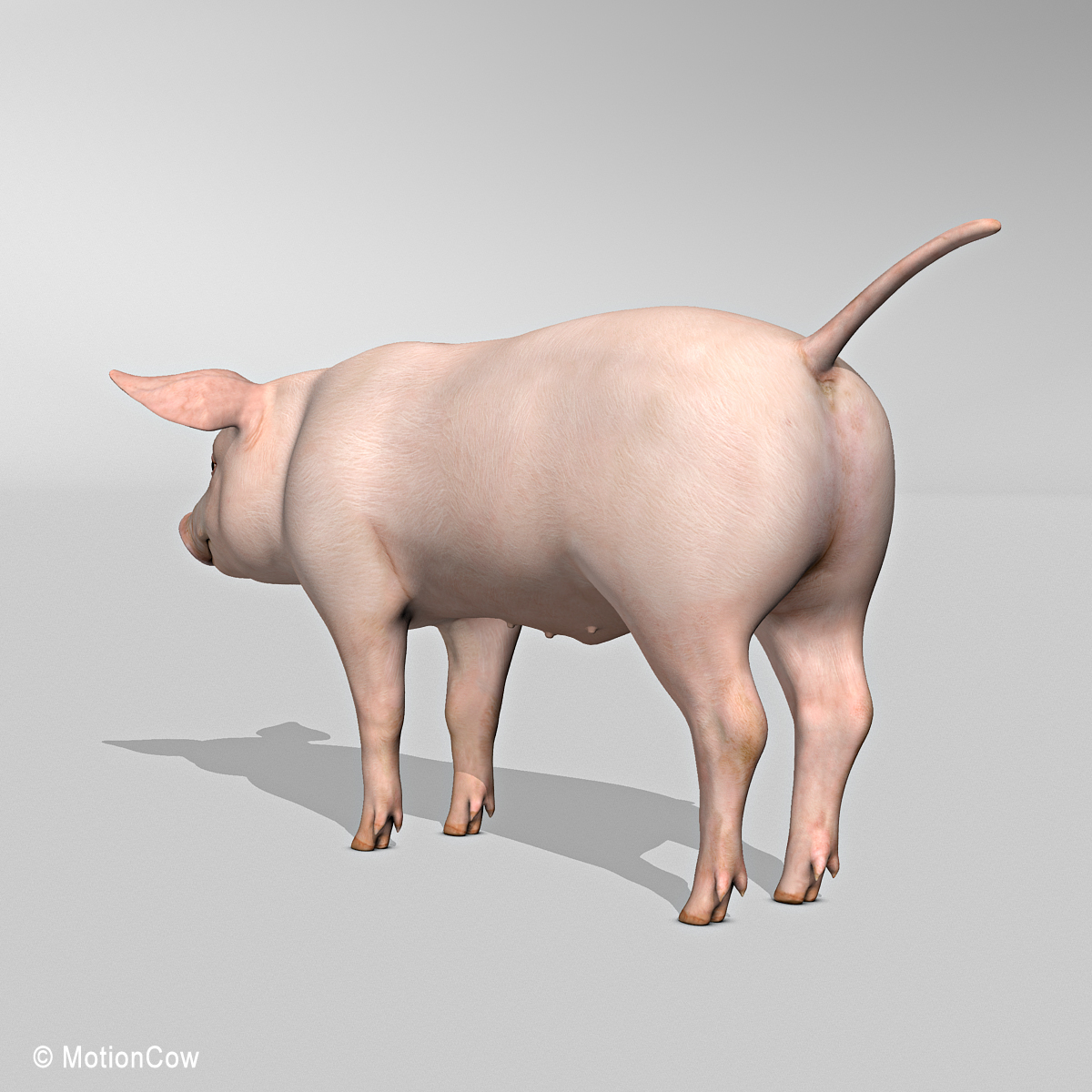 3d model animation pig