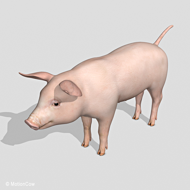 3d model animation pig