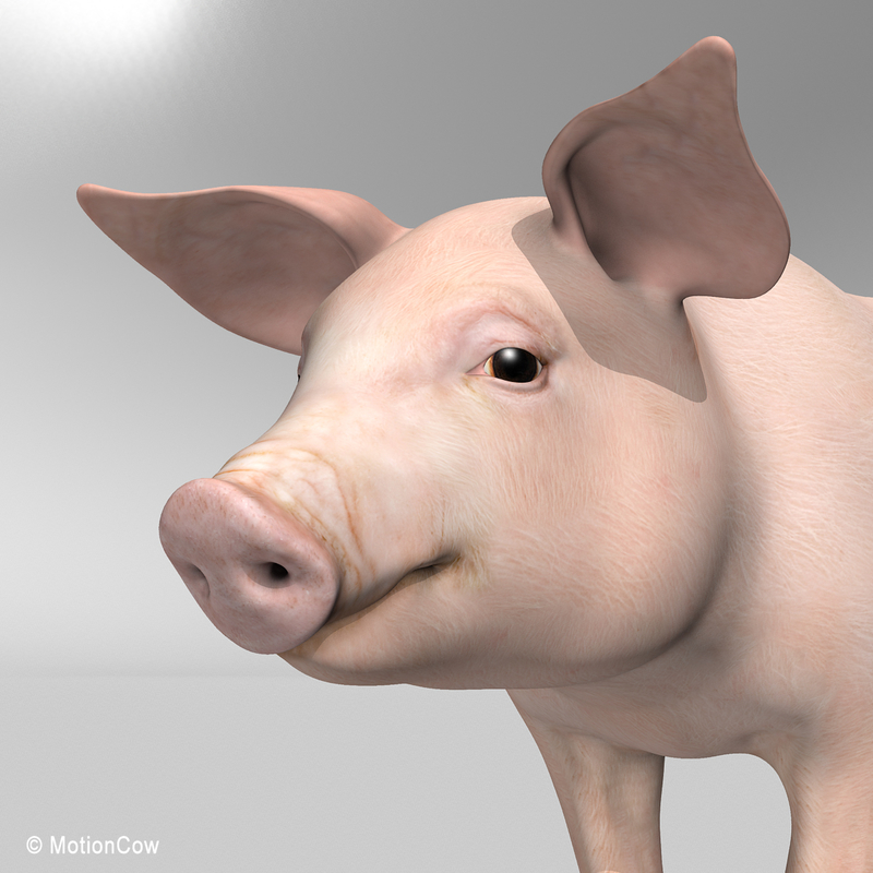 3d model animation pig
