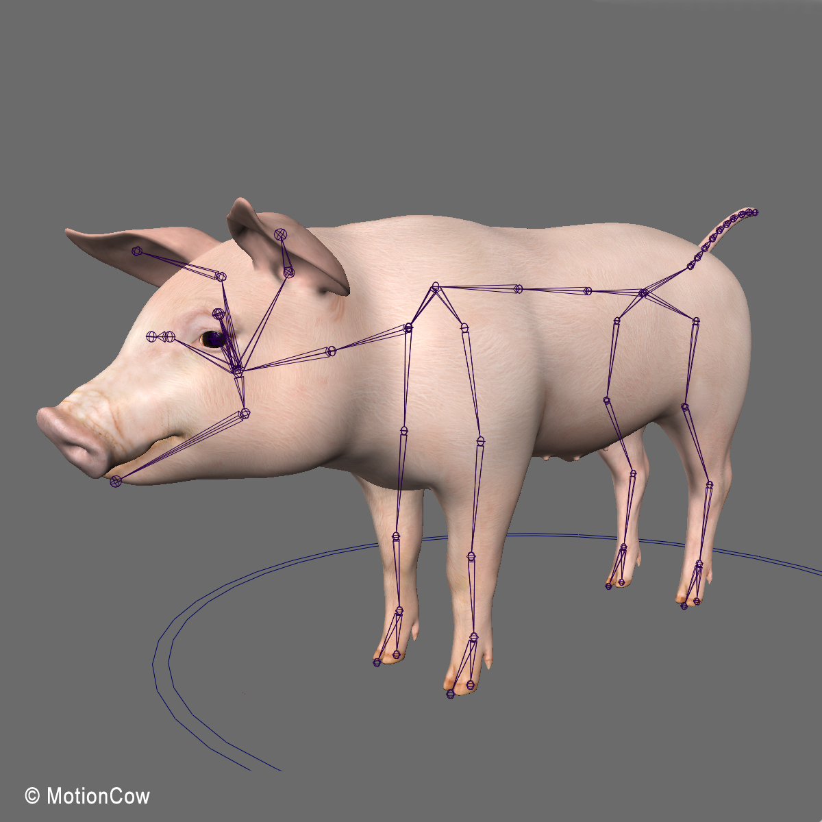 3d model animation pig