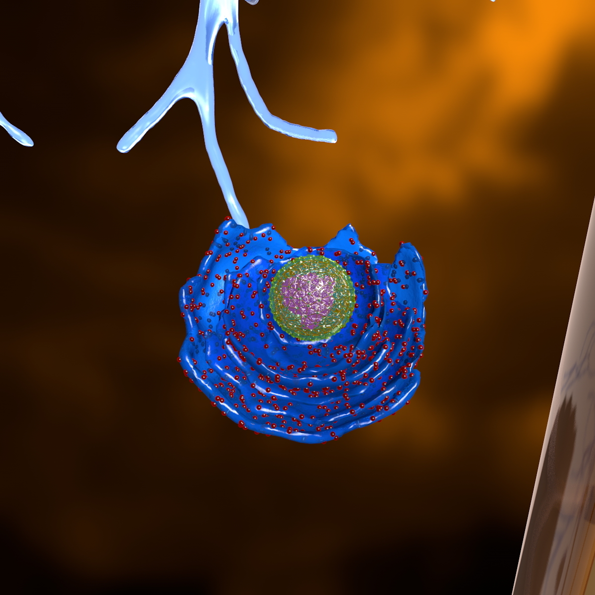blood vessel astrocyte neuronal 3d model