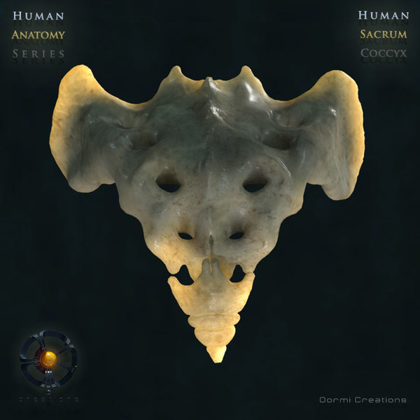 3d model human sacrum coccyx