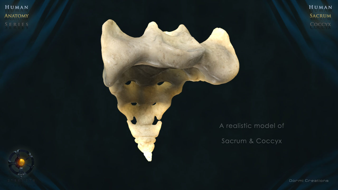 3d model human sacrum coccyx