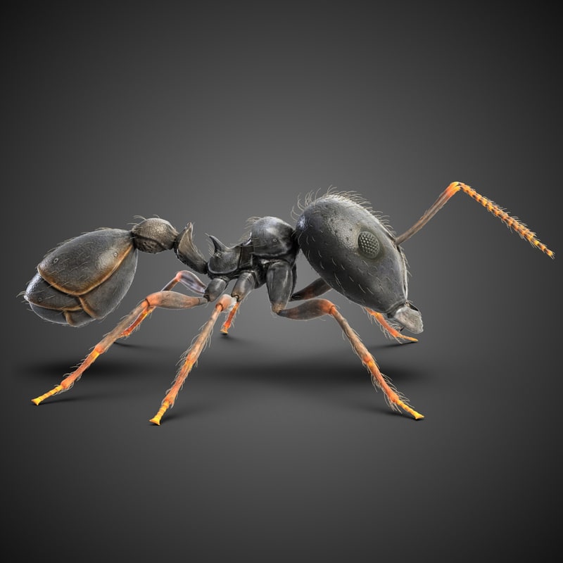 2 ant 3d max