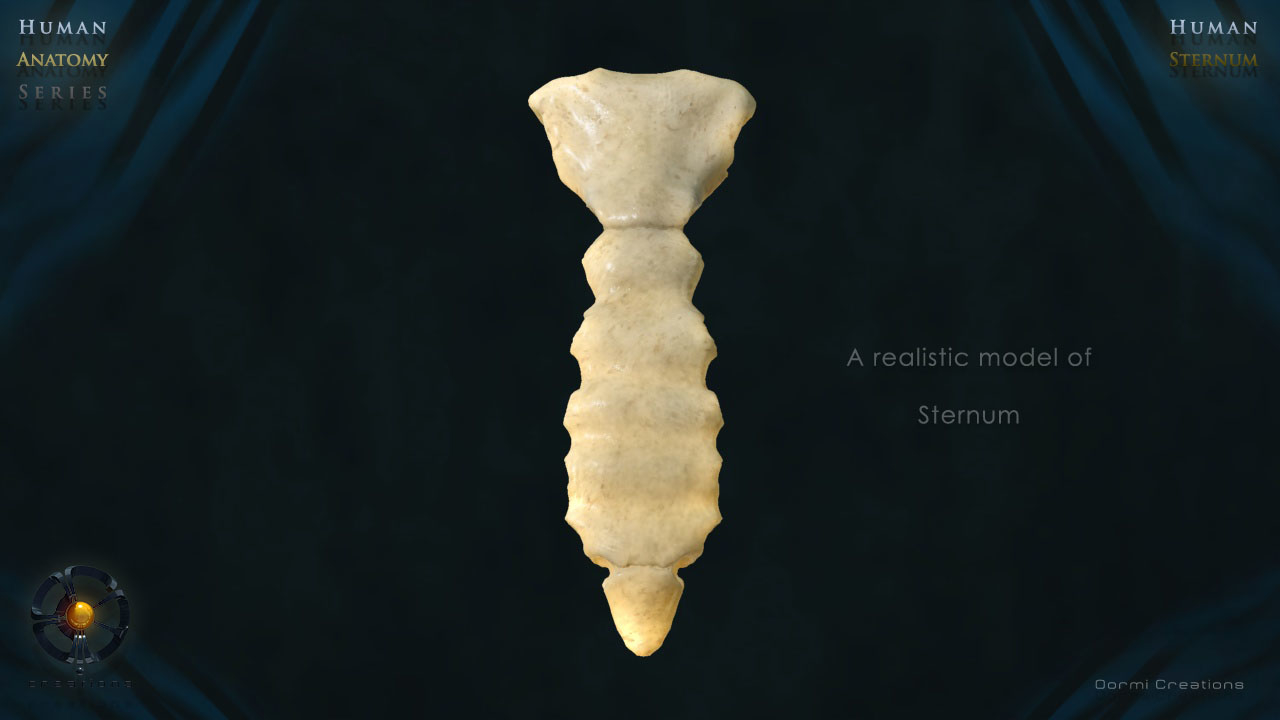 sternum bone 3d model
