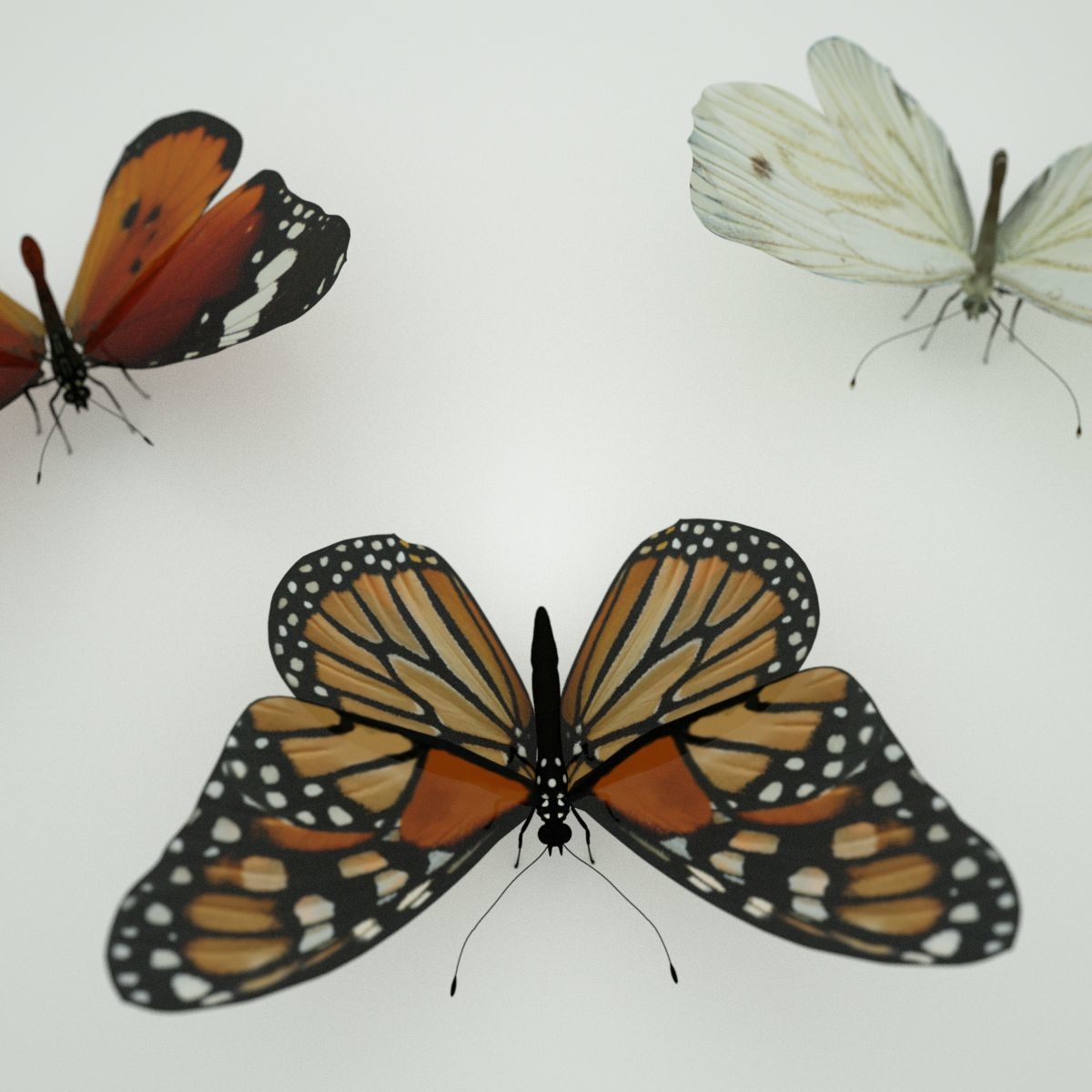3d butterfly model