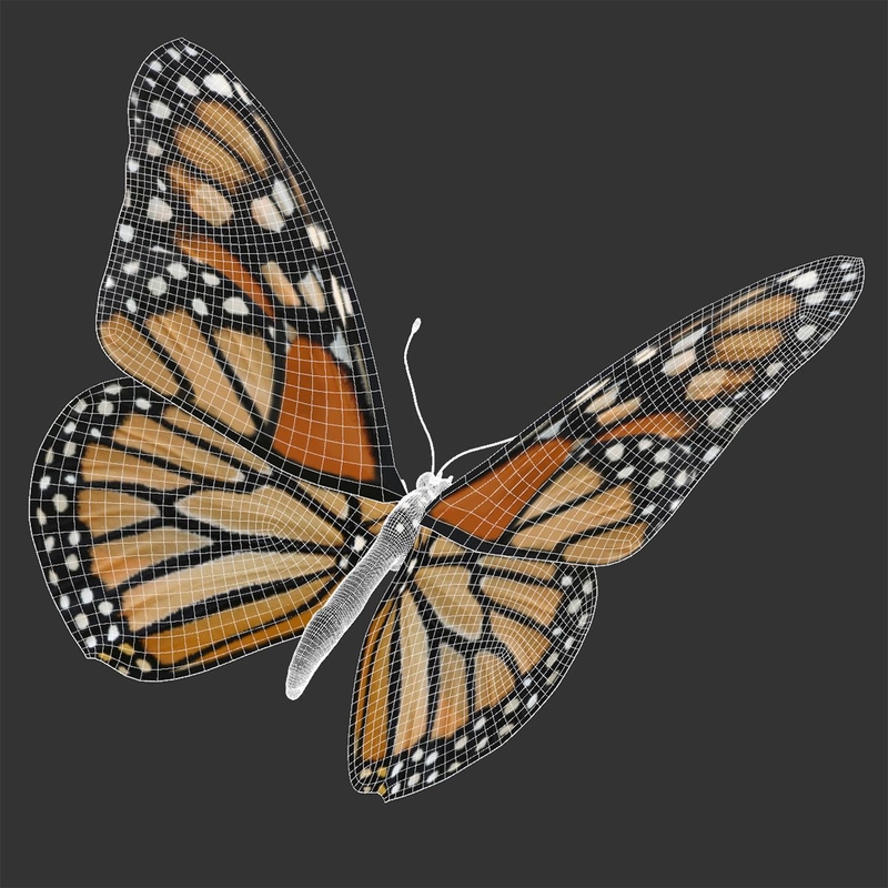3d butterfly model