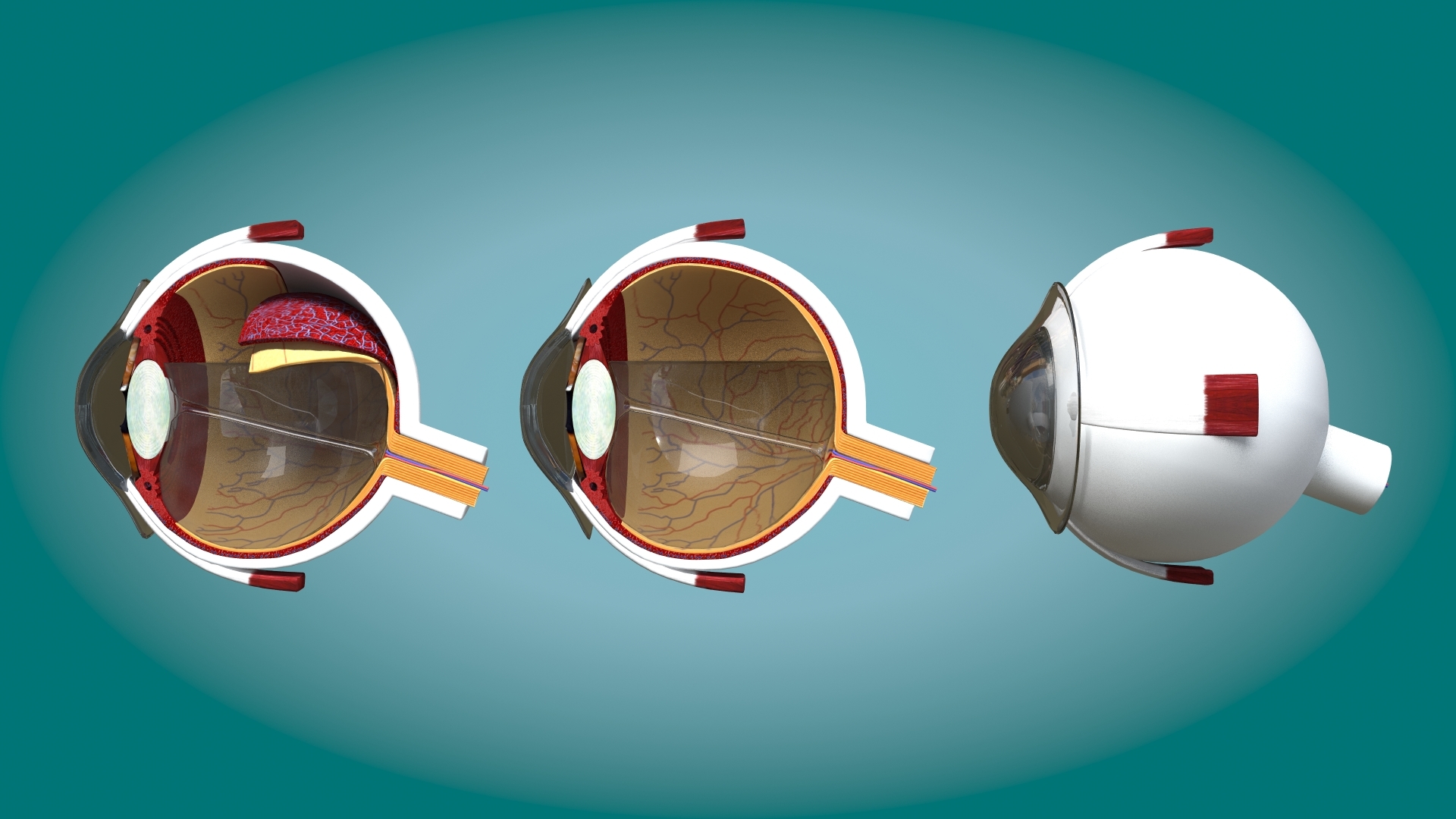 3d model eye