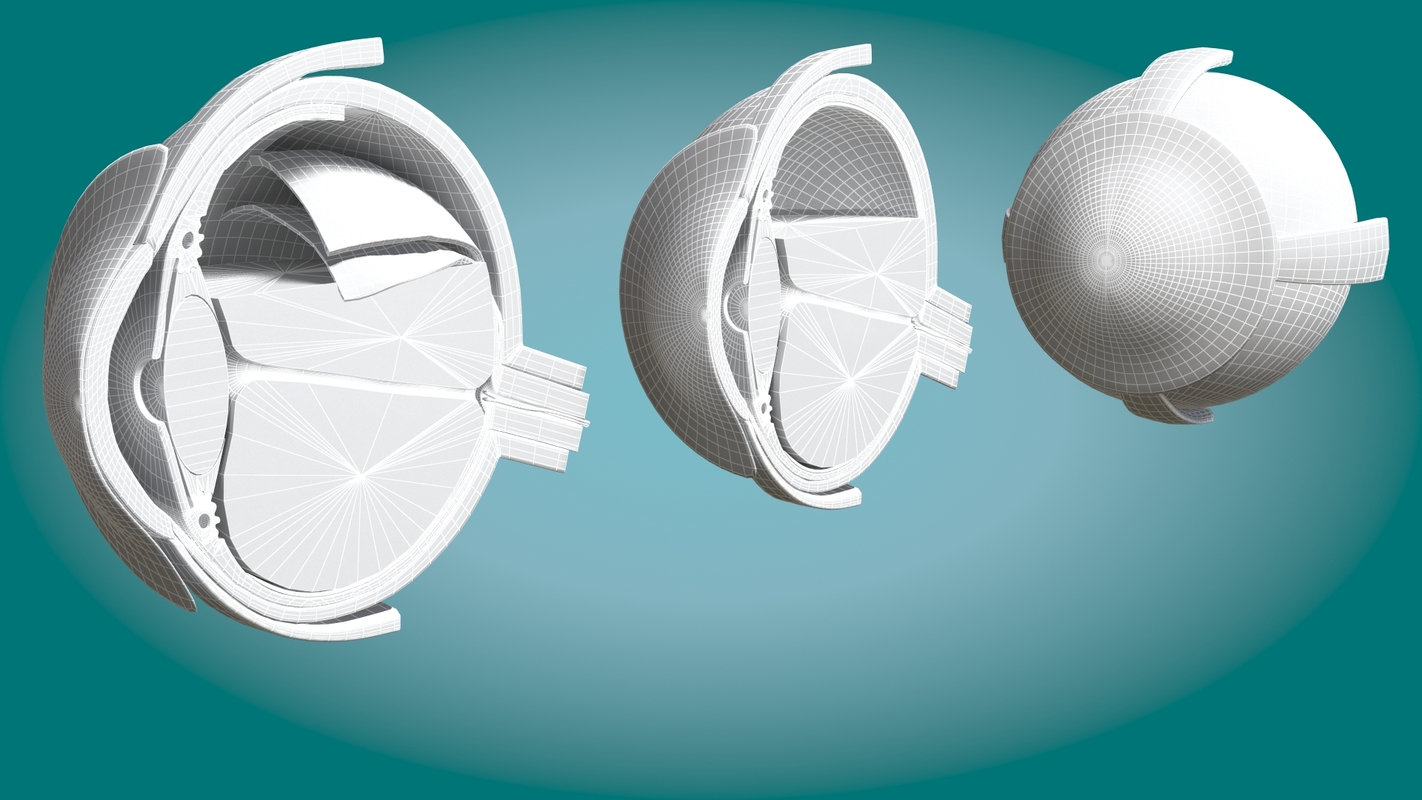 3d model eye