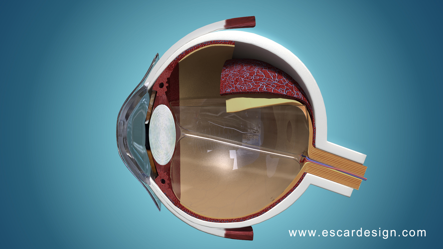 3d model eye