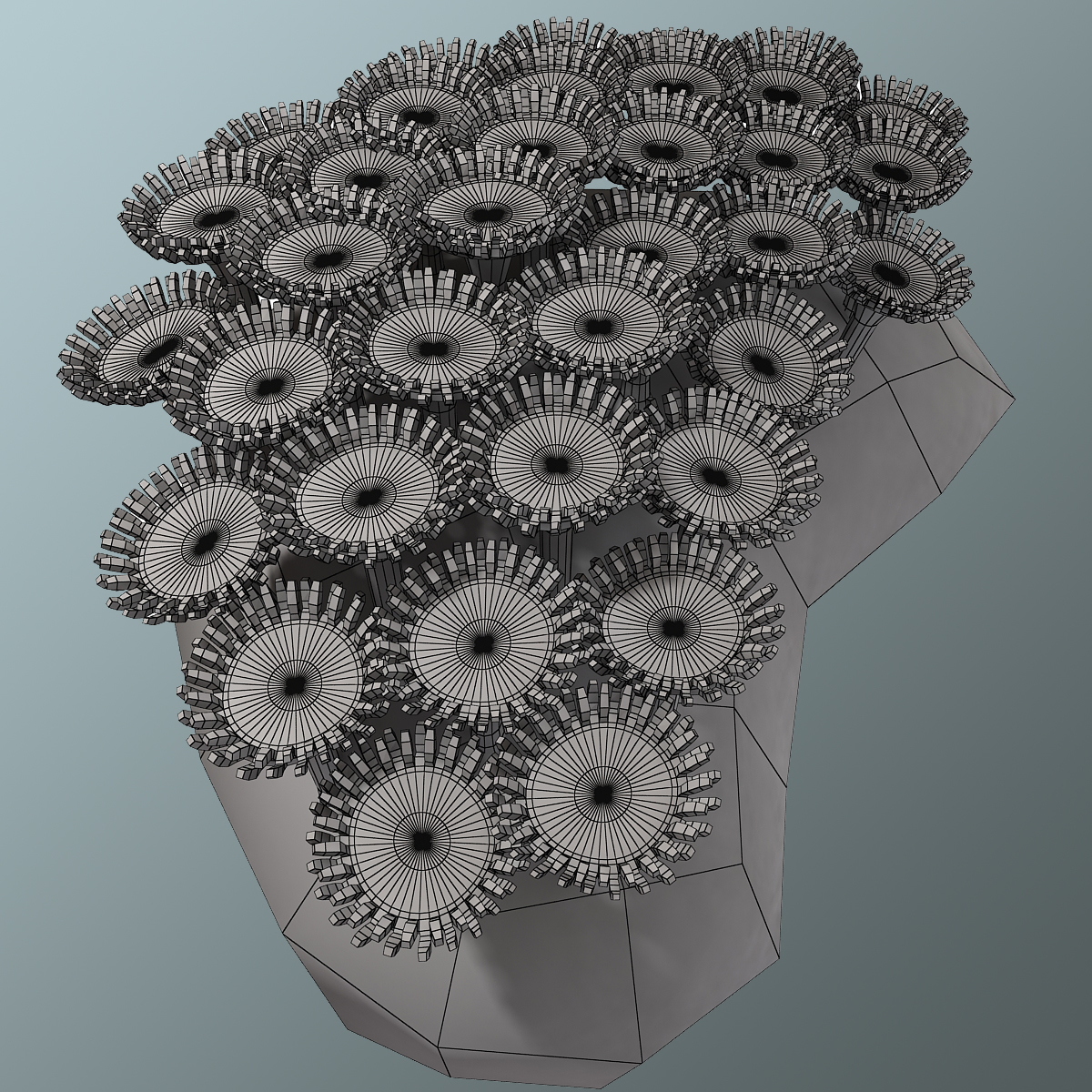3d zoanthid coral polyp model