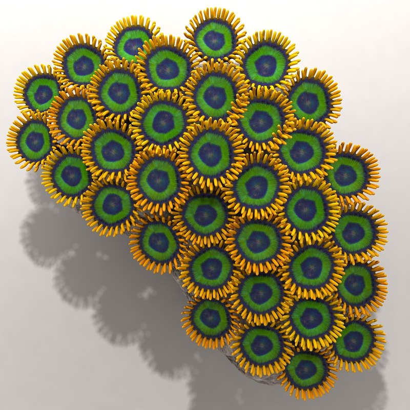 3d zoanthid coral polyp model