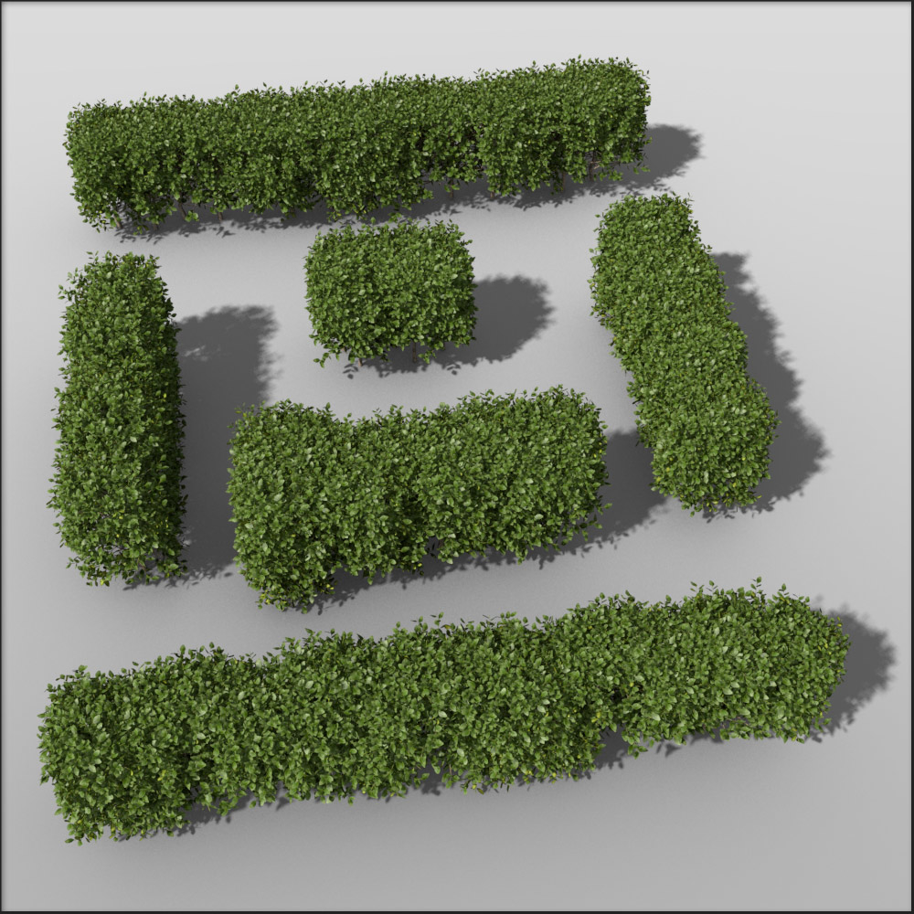 c4d box hedges height 50cm