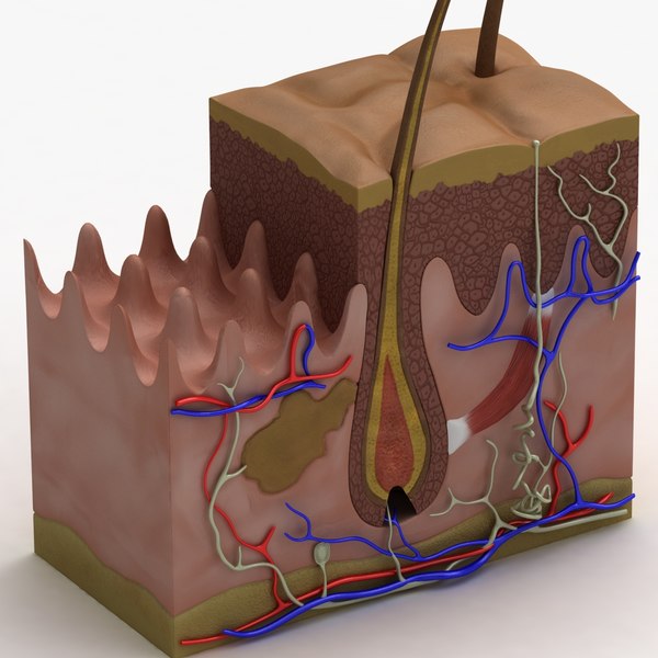 3d max dugm01 dermis anatomy