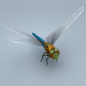 Dragonfly 3D Models for Download | TurboSquid
