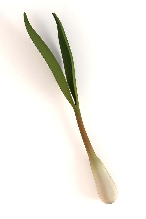 wild leek 3d model