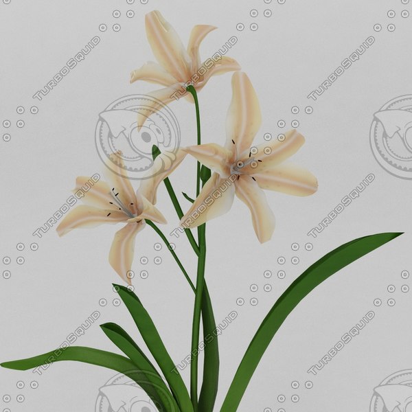 3d model lily flower