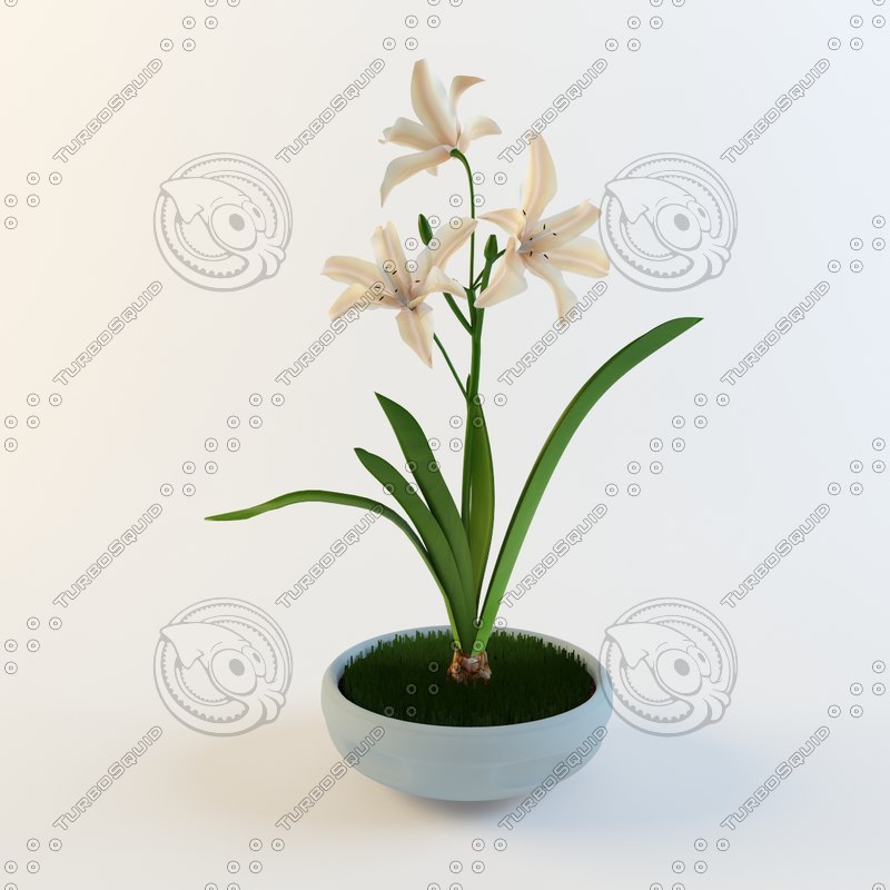 3d model lily flower