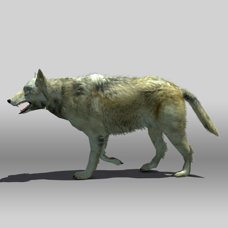 timber wolf 3d model