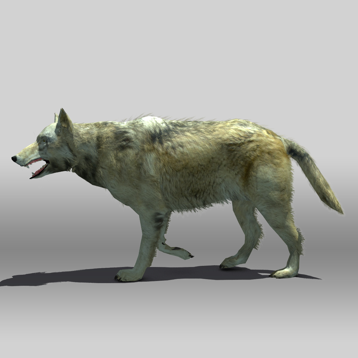 timber wolf 3d model