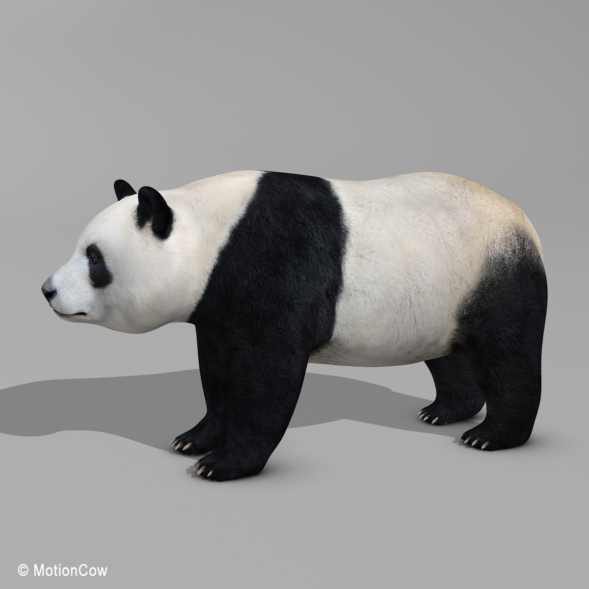 realistic panda 3d model