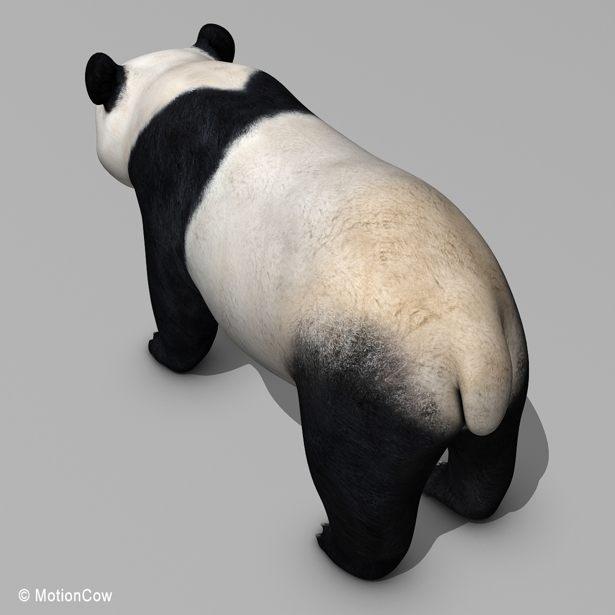 realistic panda 3d model