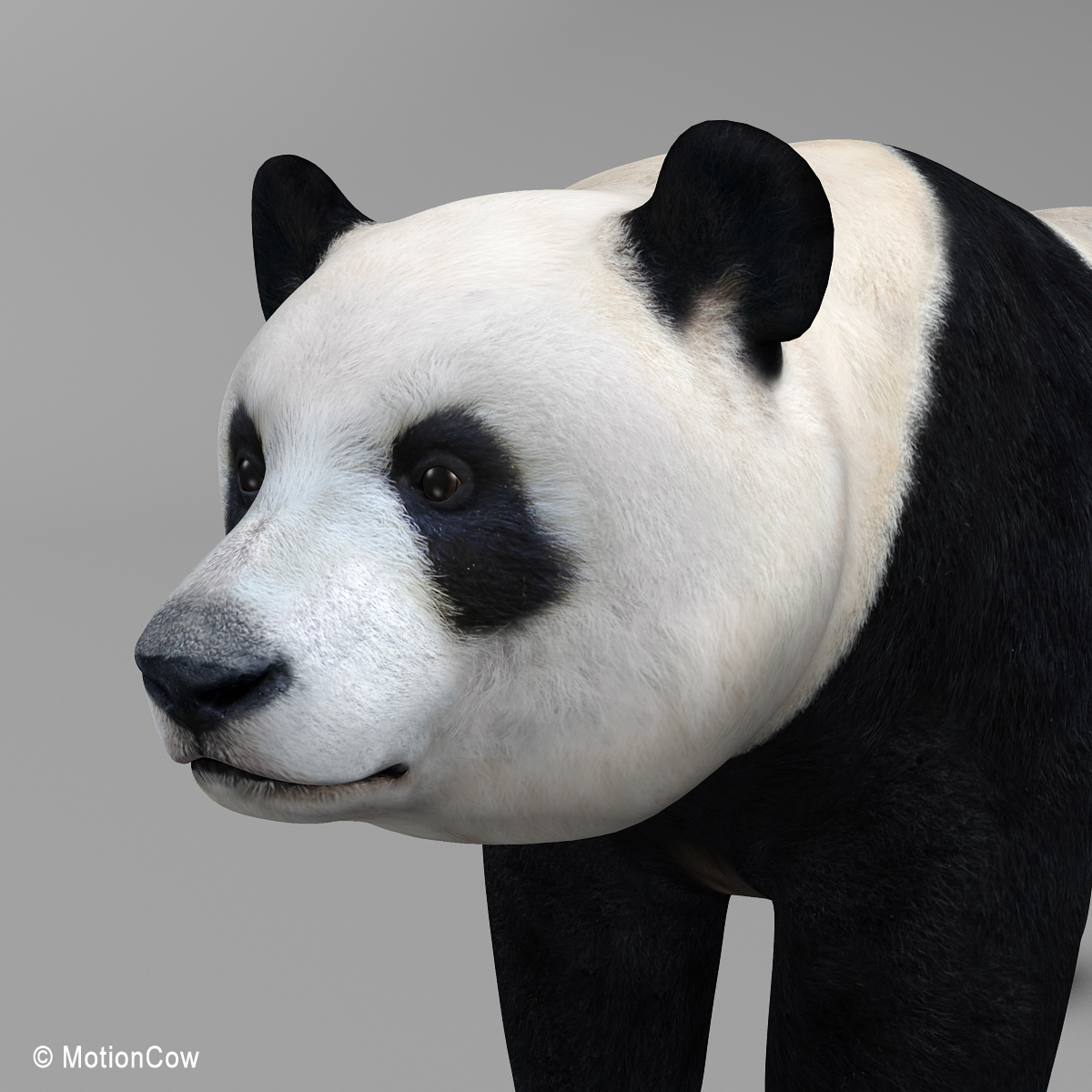 realistic panda 3d model