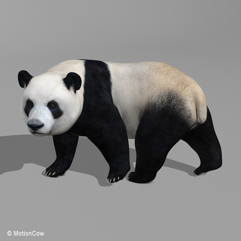 realistic panda 3d model