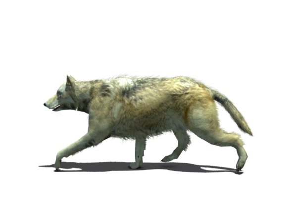 timber wolf 3d model